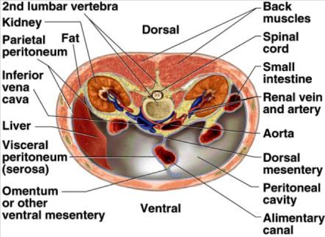Retroperitoneal Structures