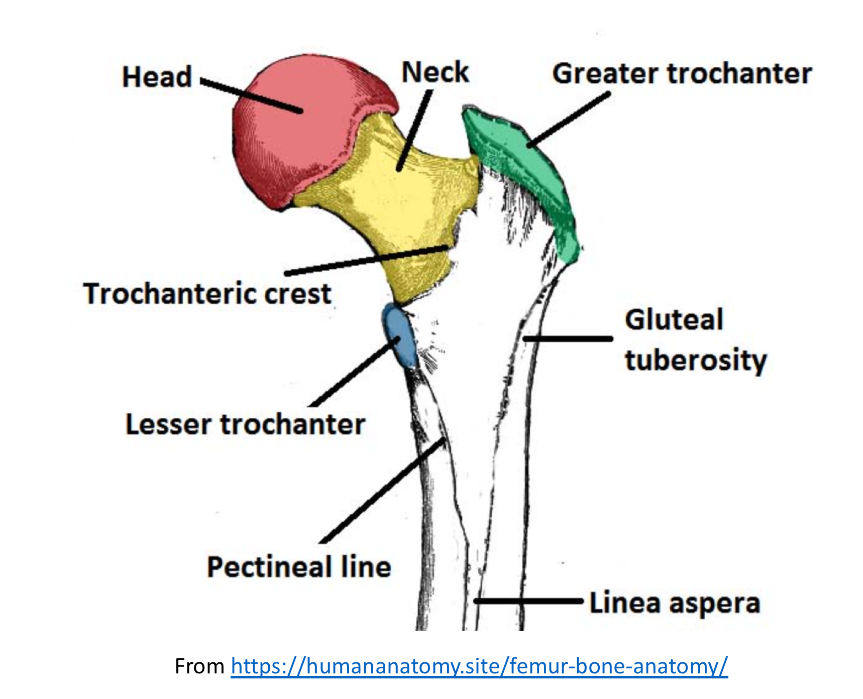 EmDOCs Emergency Medicine EducationEM 3AM Proximal Femur