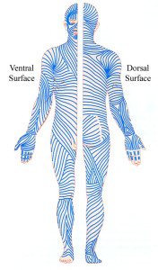 Update on the management of skin abscesses in the emergency department ...
