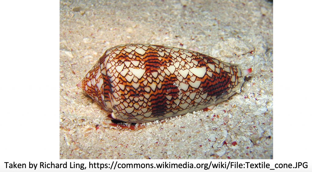 emDOCs.net – Emergency Medicine EducationEM@3AM: Marine Animal Bites ...