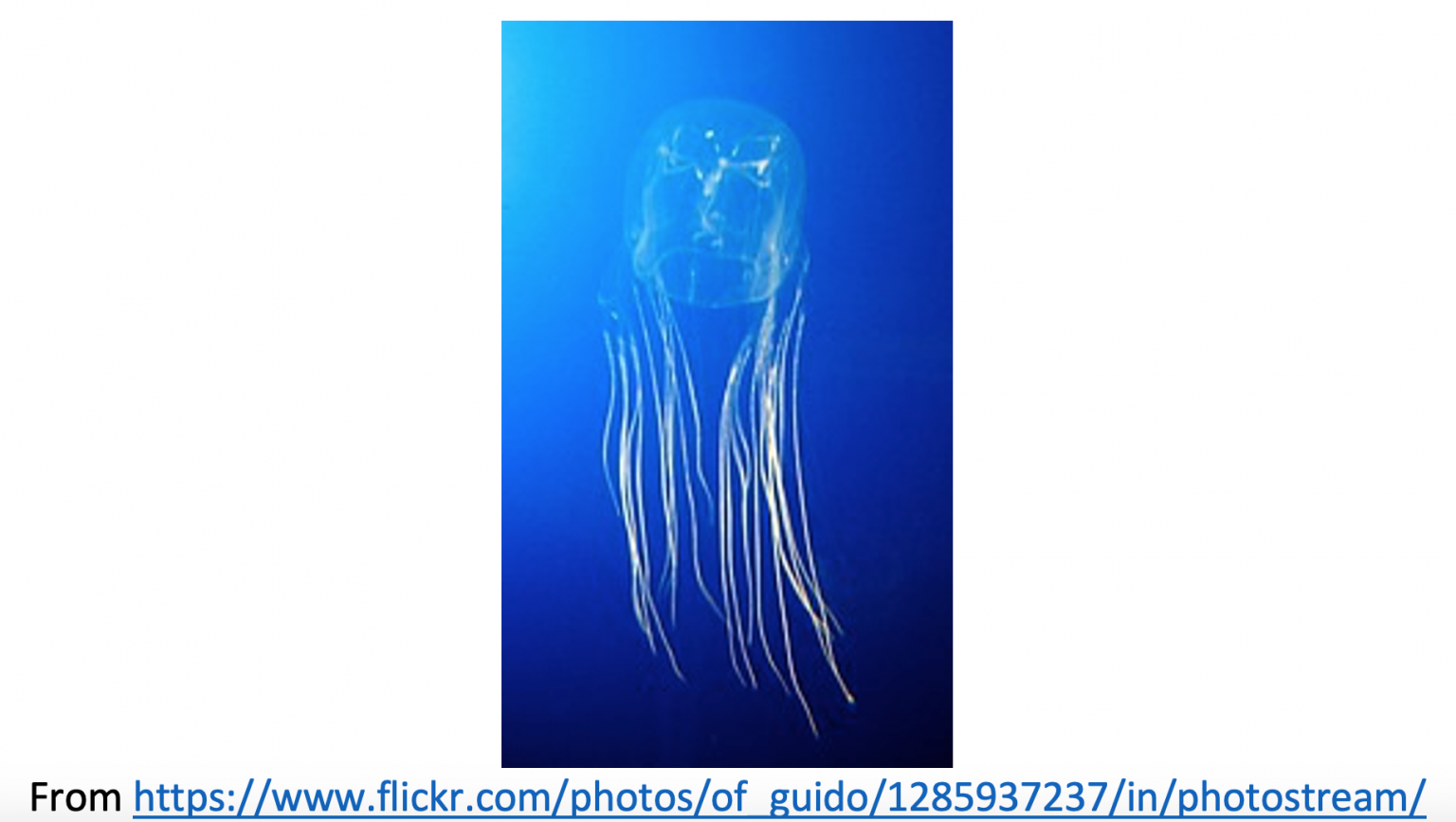 emDOCs.net – Emergency Medicine EducationEM@3AM: Marine Animal Bites ...