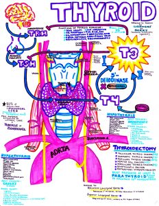 Hyperthyroidism: ED presentations, evaluation, and management - emDocs