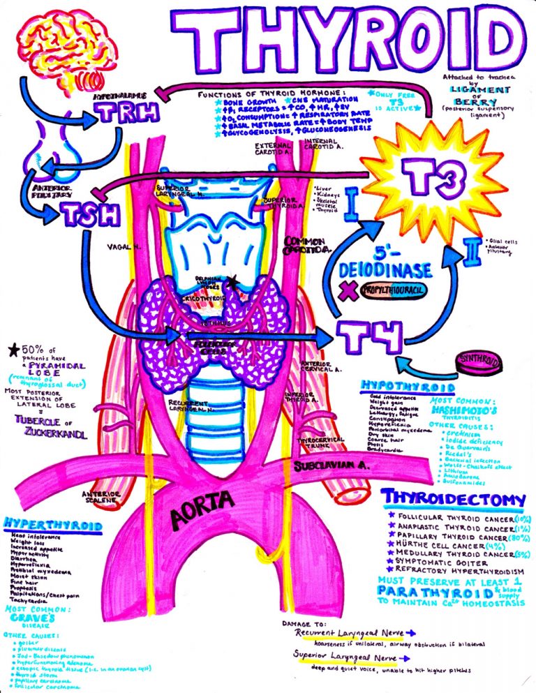 Hyperthyroidism: ED presentations, evaluation, and management - emDocs