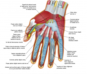 The Evaluation and Management of Hand Infections in the Emergency ...