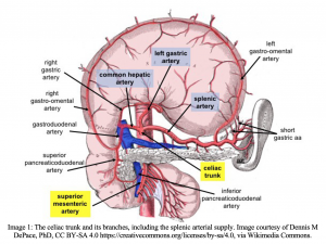 Splenic Infarction: ED Presentation, Evaluation, and Management - emDocs
