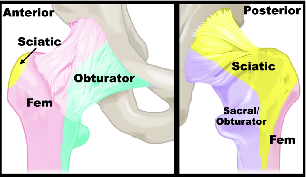Ultrasound-Guided Regional Anesthesia for Hip Fractures - emDocs