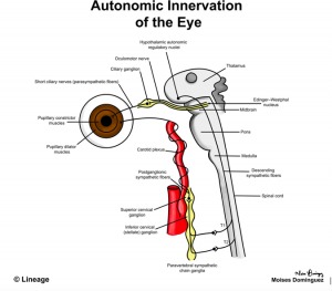 Anisocoria in the ED: Pathophysiology, Evaluation, and Management - emDocs