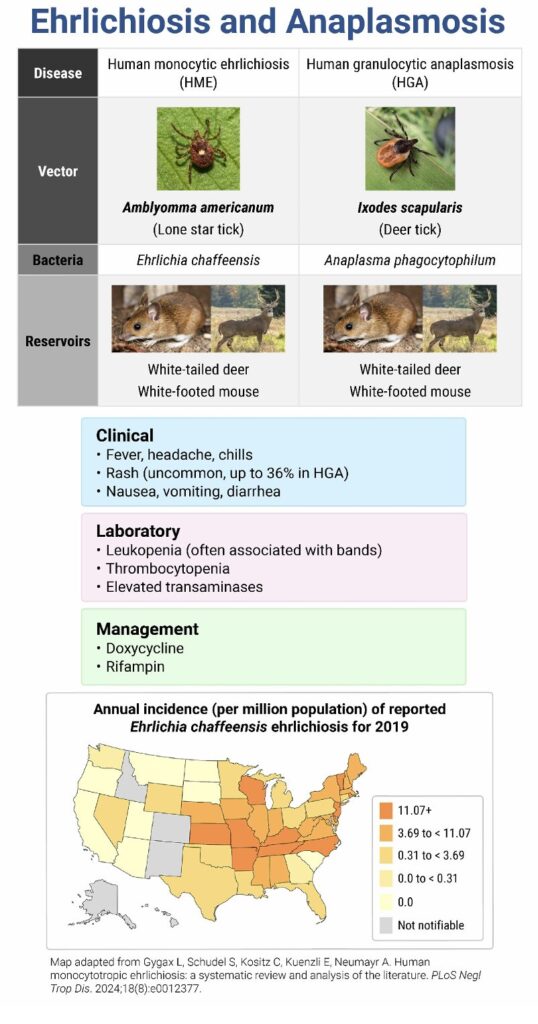 EM@3AM: Ehrlichiosis - emDocs