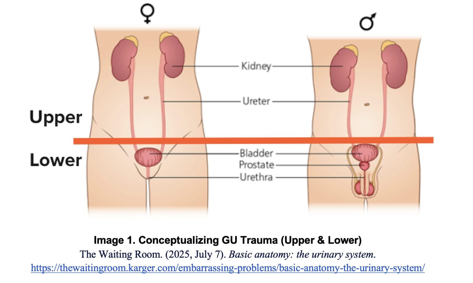 EM@3AM: Genitourinary Trauma - emDocs